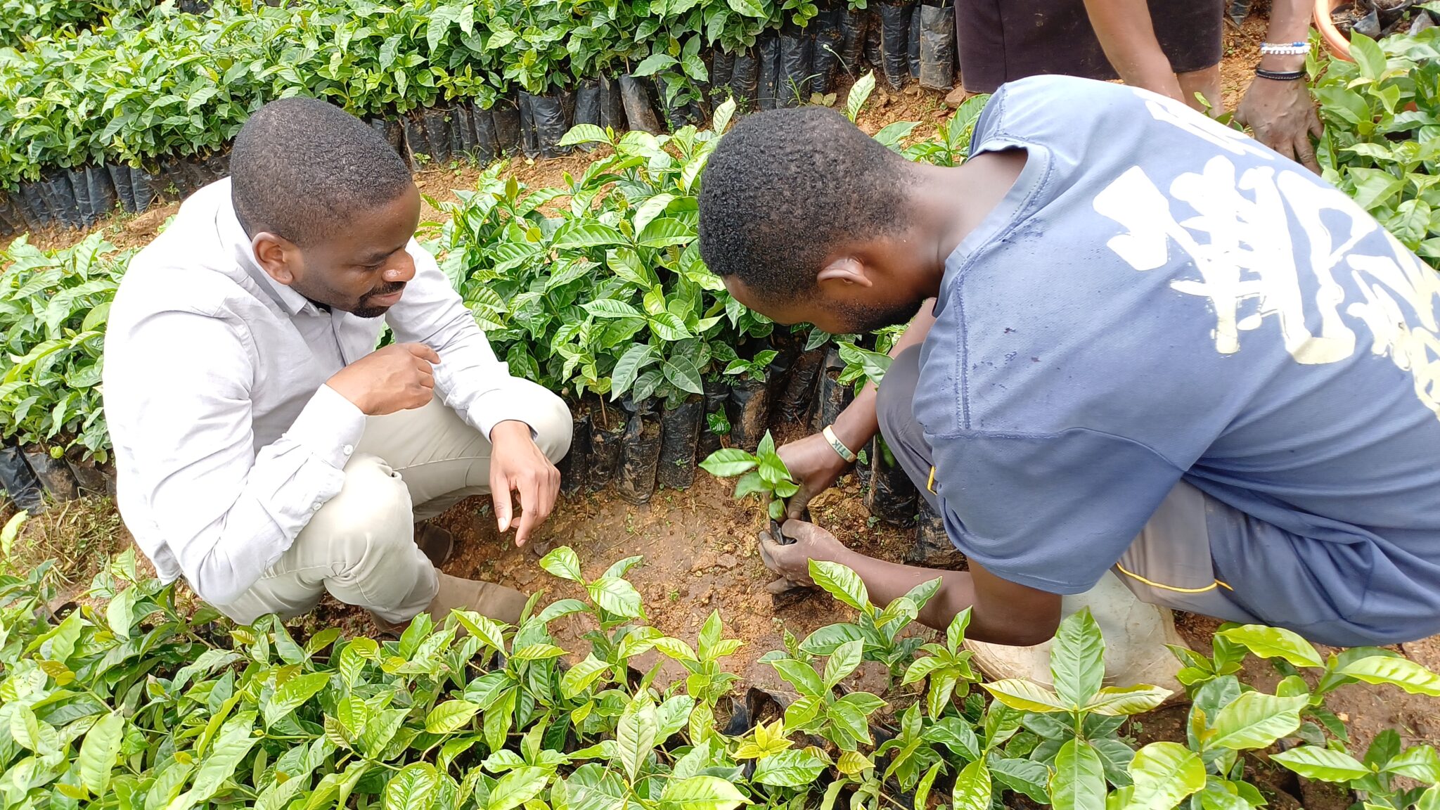 Unravel the Wonders of the DRC and its Java Delights! - Rutasoka